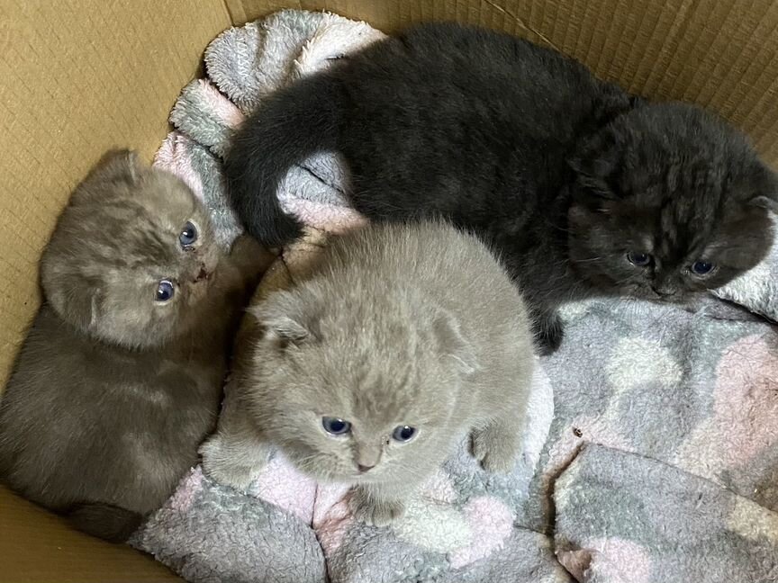 Шотландские выслоухие котята