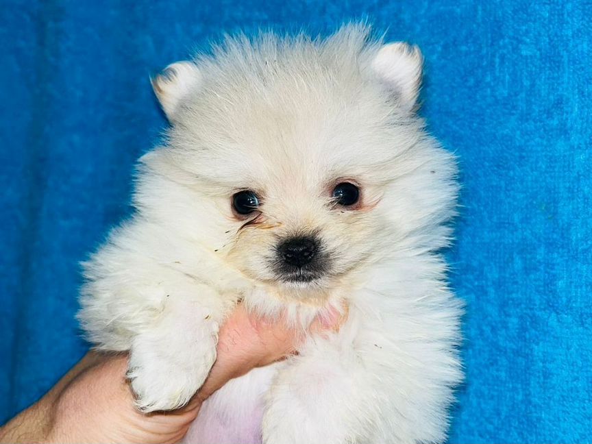 Померанский шпиц