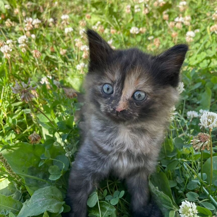 Котята в добрые руки бесплатно девочка 2,5 месяца