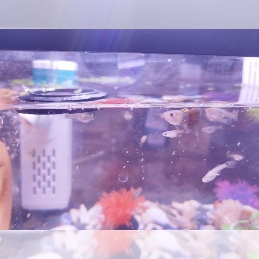 Мальки гуппи