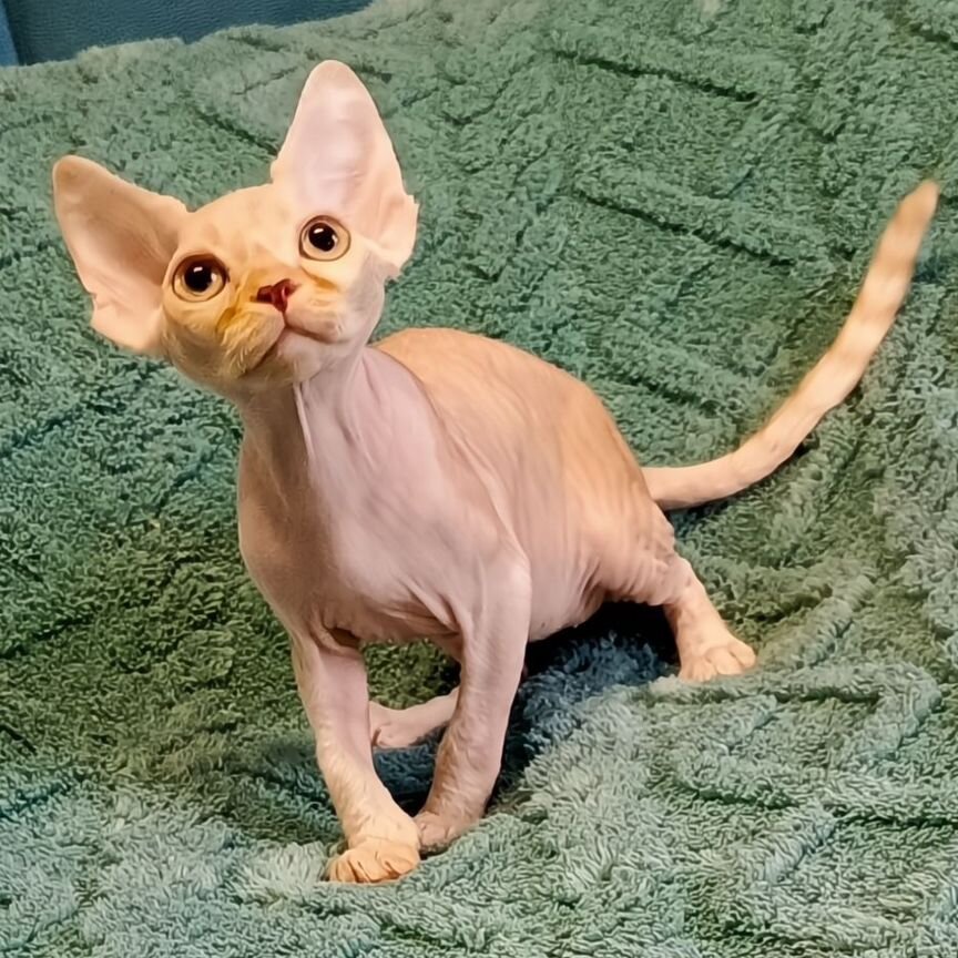 Девон-рекс котёнок