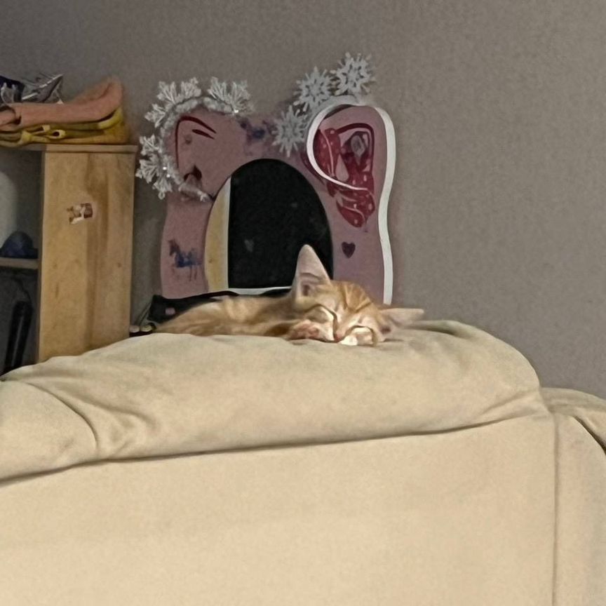 Котенок