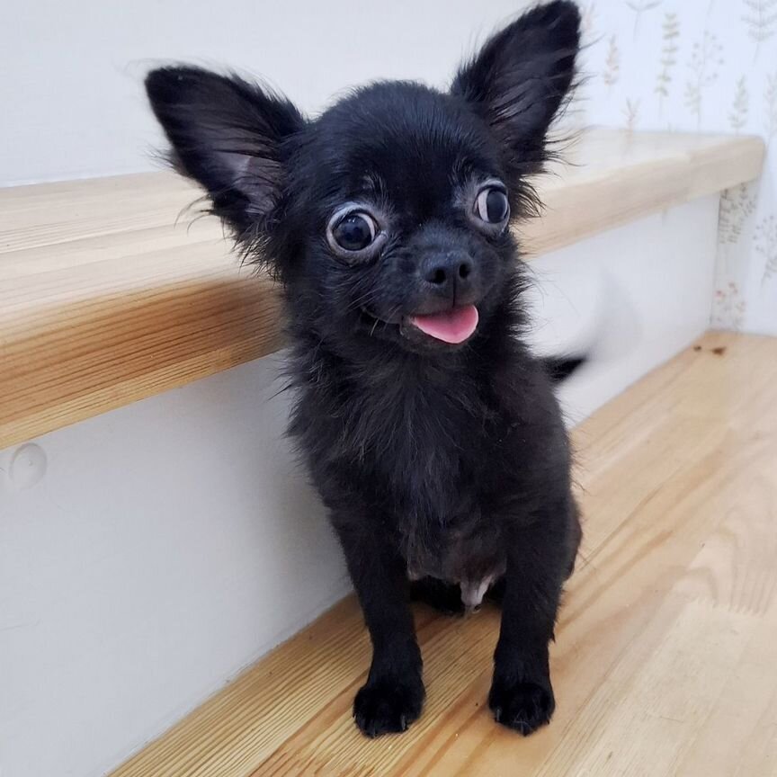 Чихуахуа, щенок