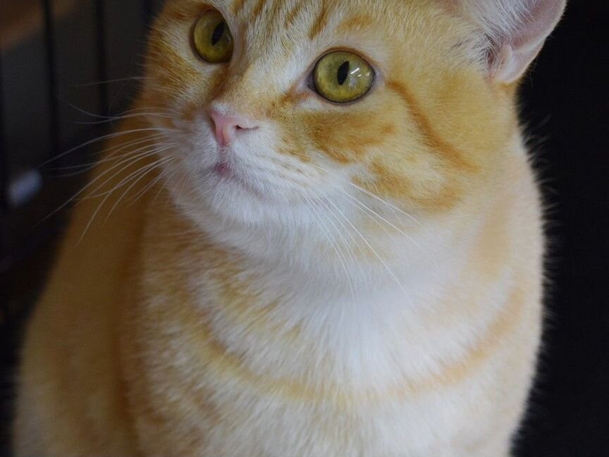 Кот рыжий молодой красивый спокойный добрый