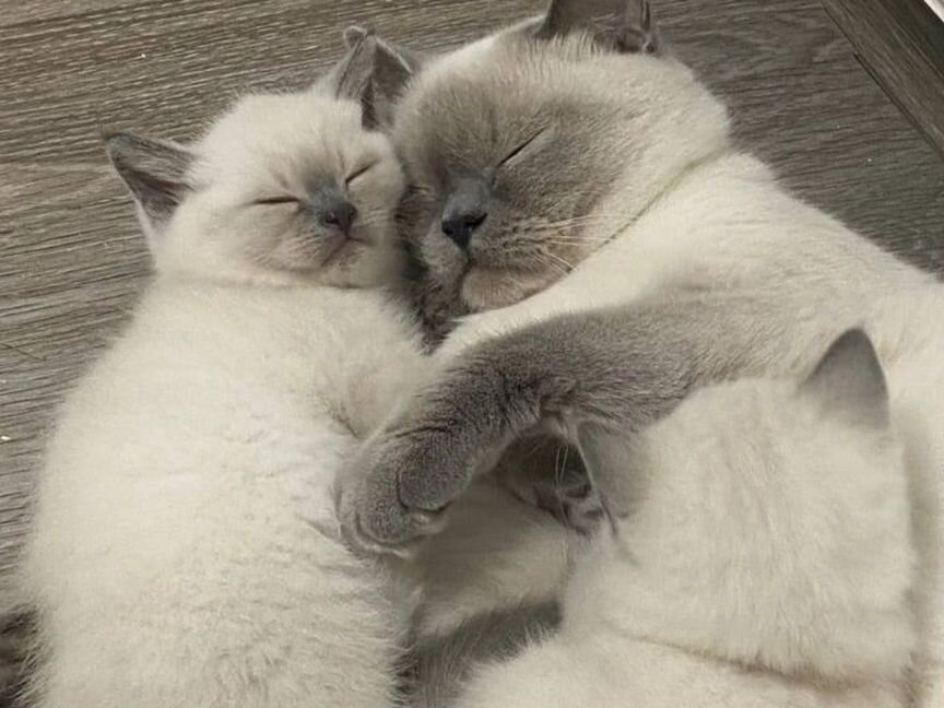 Чистокровные британцы