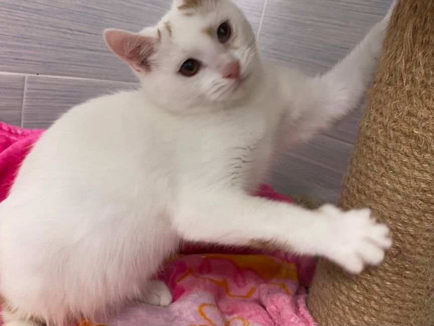 Котенок привитый ласковый беляшик