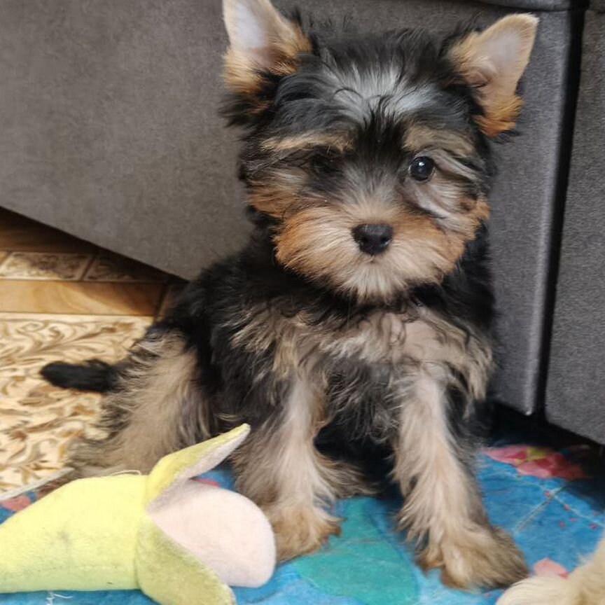 Йоркширский терьер, щенок