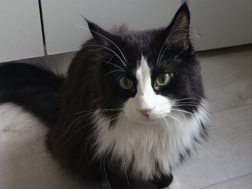 Норвежский лесной кот