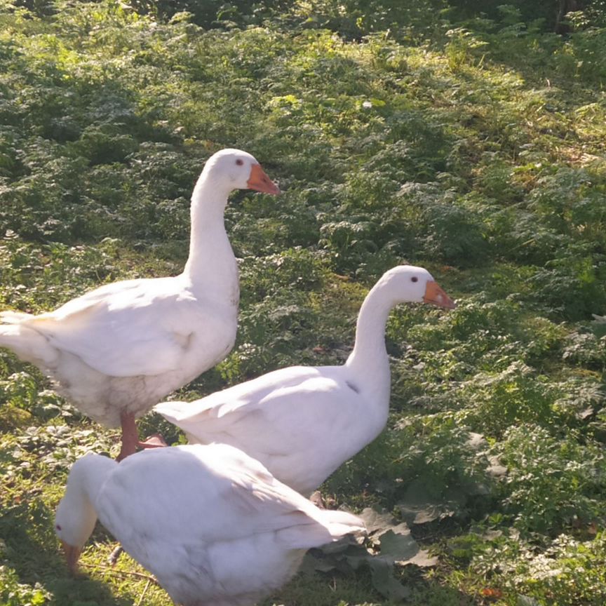 Гуси губернаторские