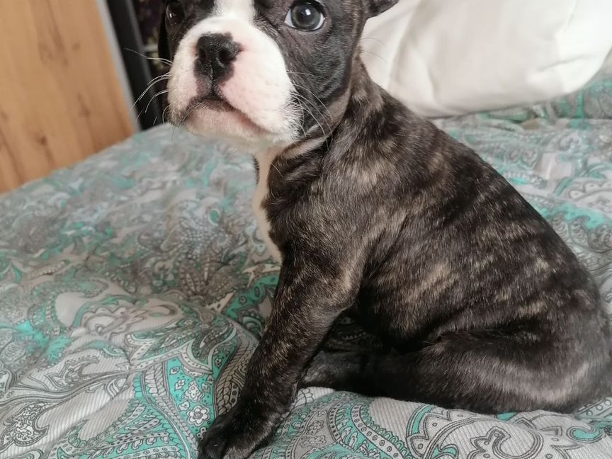 Французский бульдог щенки