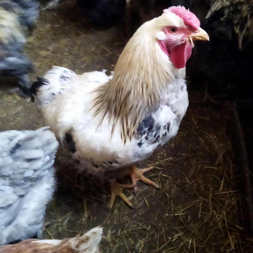 Продам петухов, порода брама