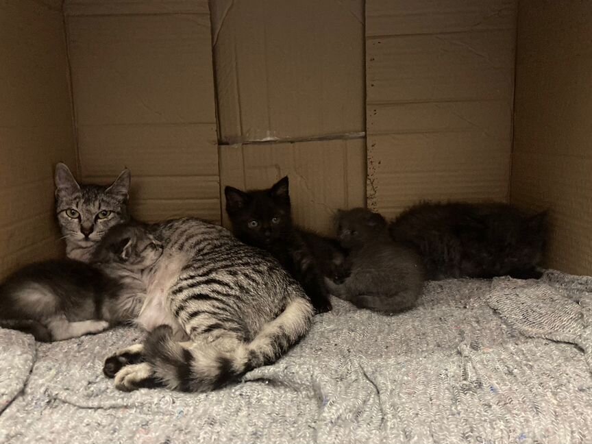 Котята