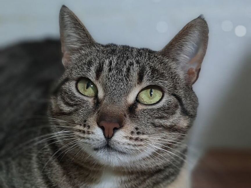 Кошки в добрые руки