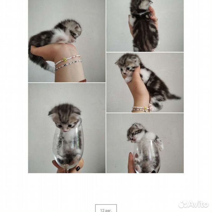 Красивые Котята в добрые руки в конце фото мамы)