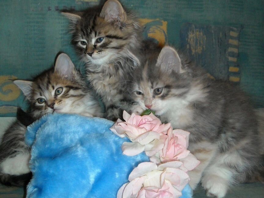 Сибирские красоточки