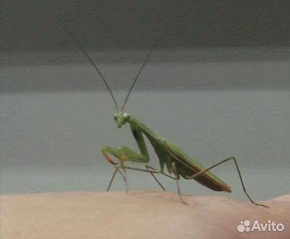 Богомол обыкновенный