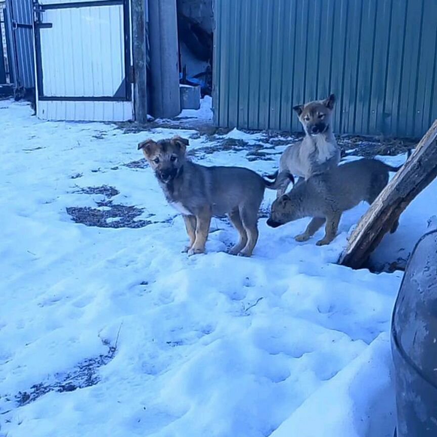 Щенки лайки от рабочих родителей