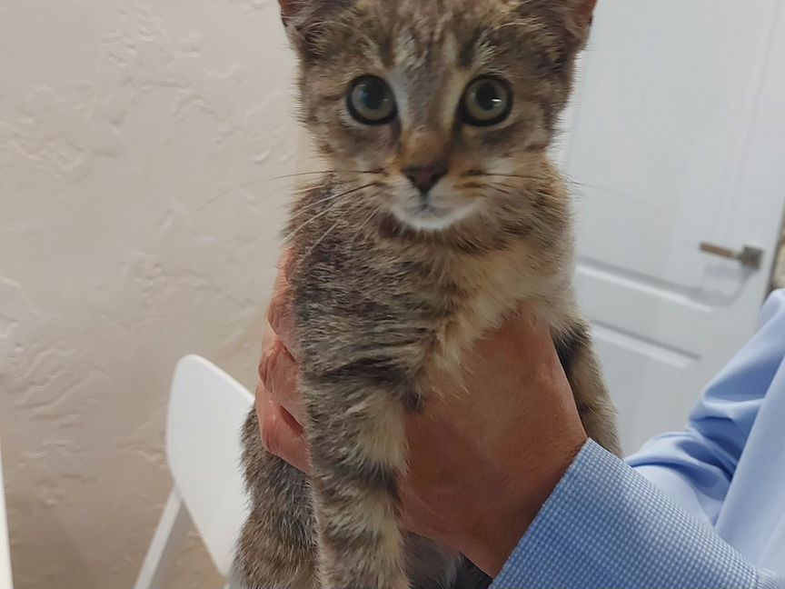 Котенок девочка мышелов серый камышовый