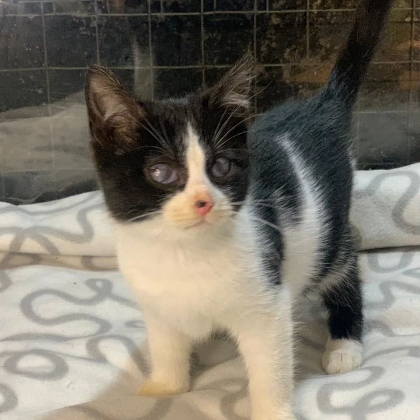 Провидица Вашего счасться