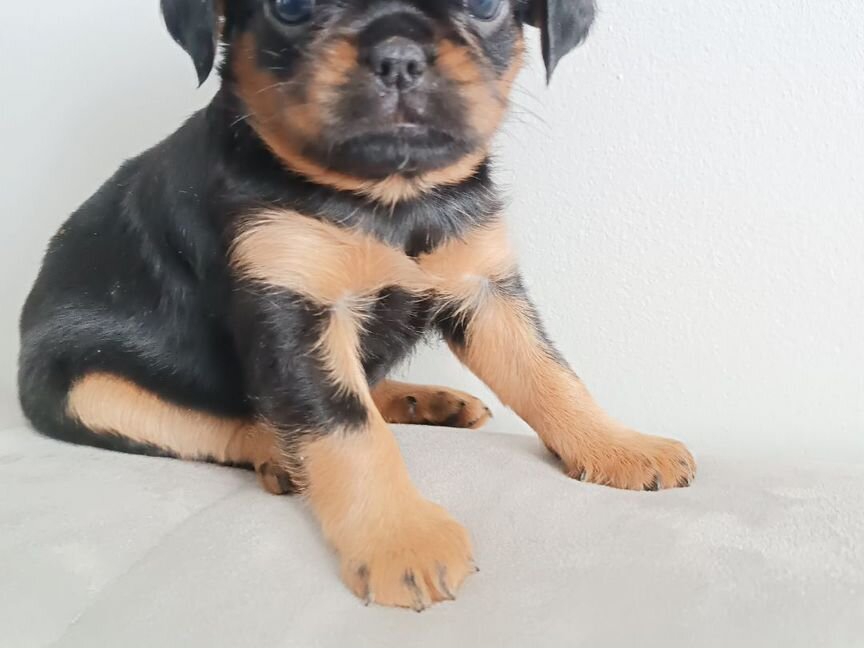 Пти брабансон