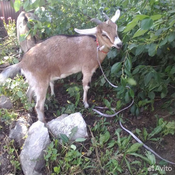 Коза альпо-нубийская