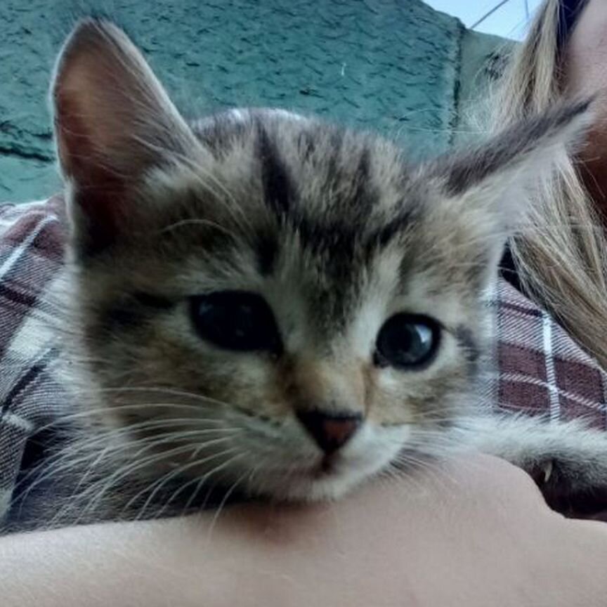 Котёнок в добрые руки