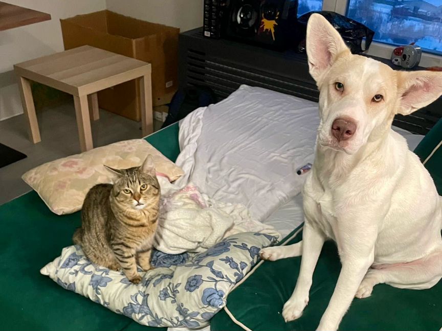 Щенок Девочка Аля 10 мес ищет дом