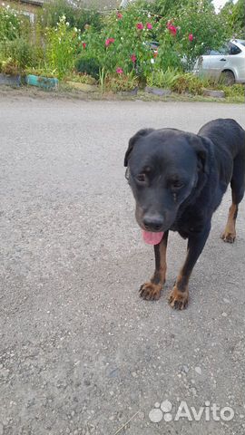 Прибилась собака породы ротвейлер. Бег