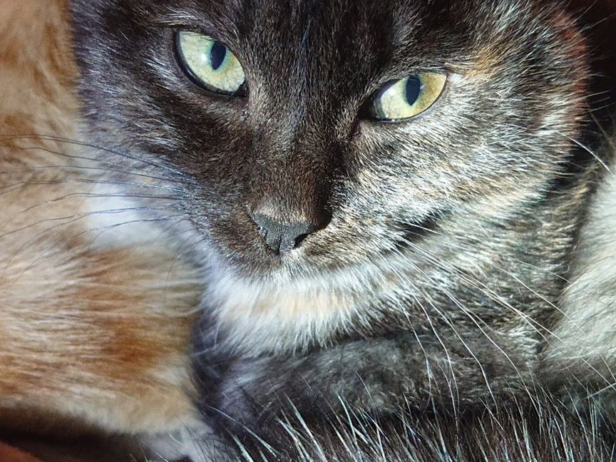 Котёнок котейка котейка