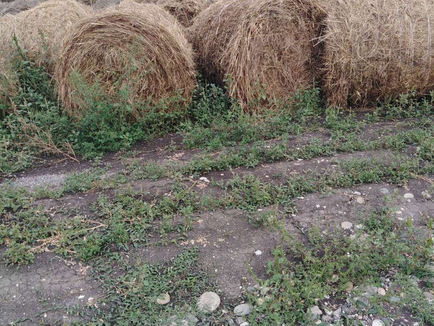 Продается сено в рулонах разнотравие