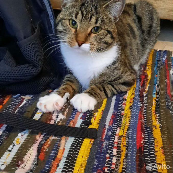 Молодой котик возраст меньше года