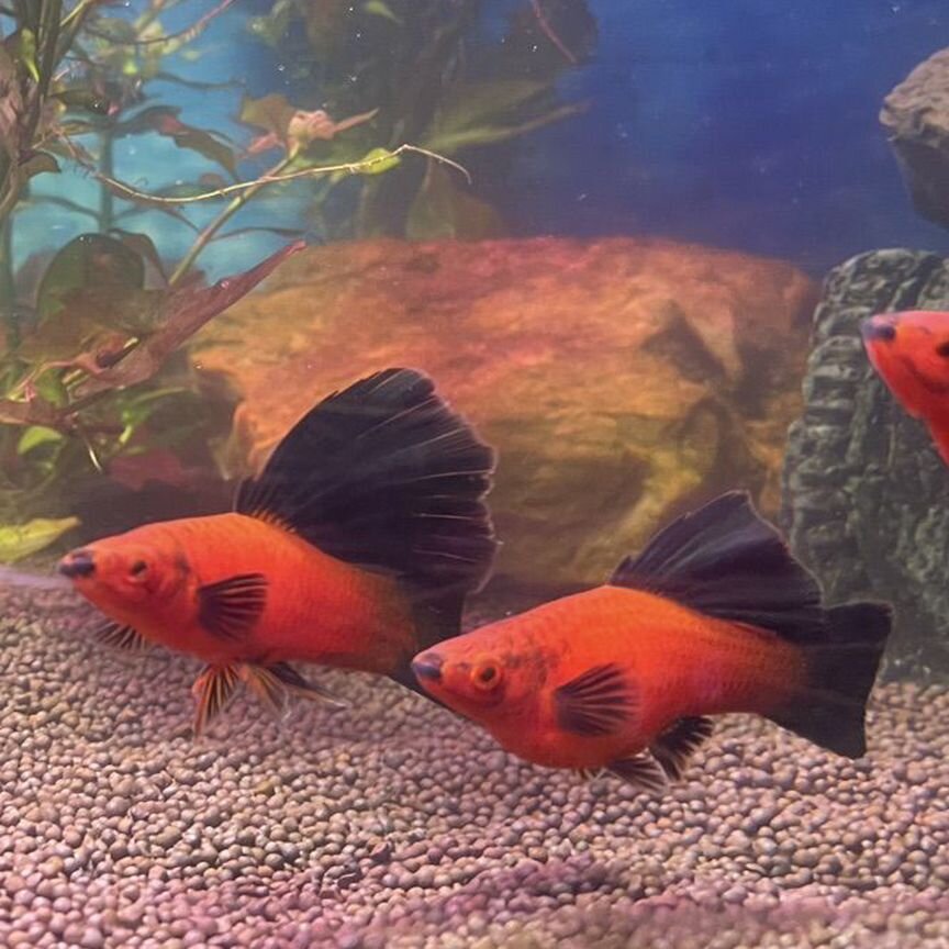 Рыбы меченосцы