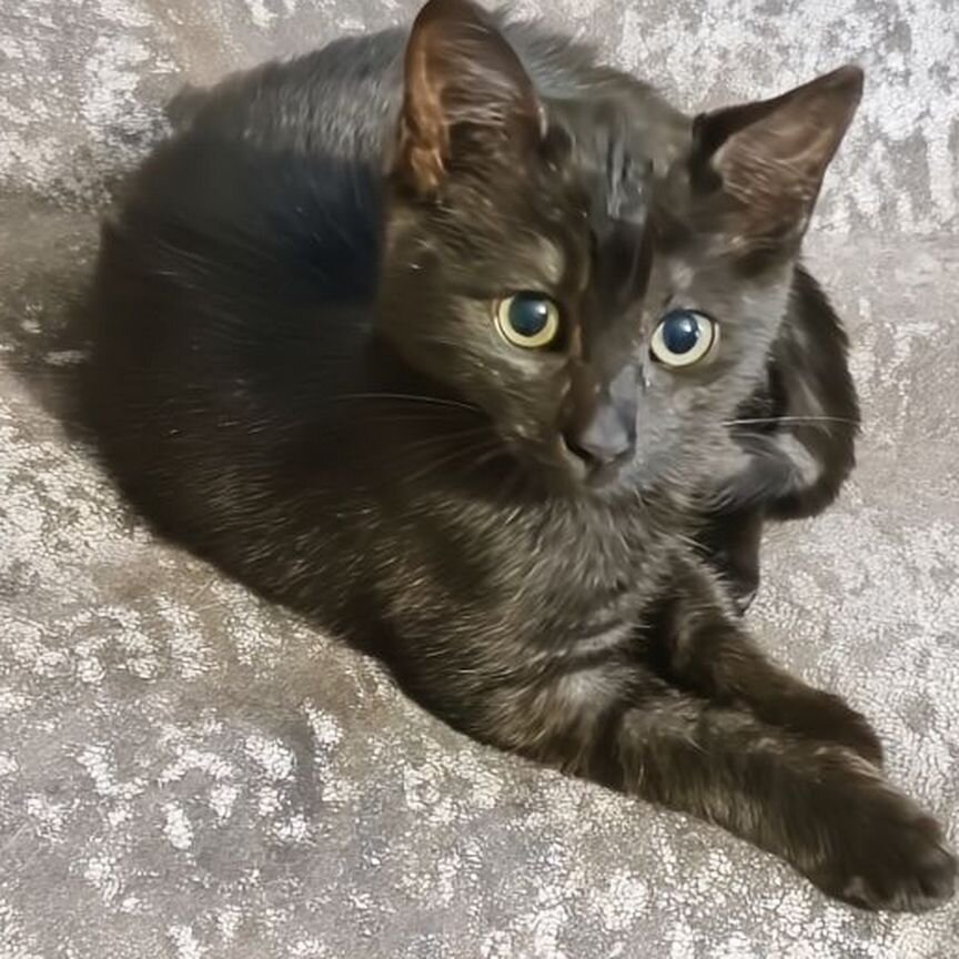 Сибирский котёнок