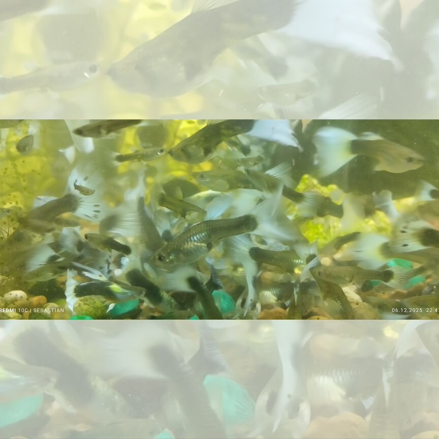 Аквариумные рыбки