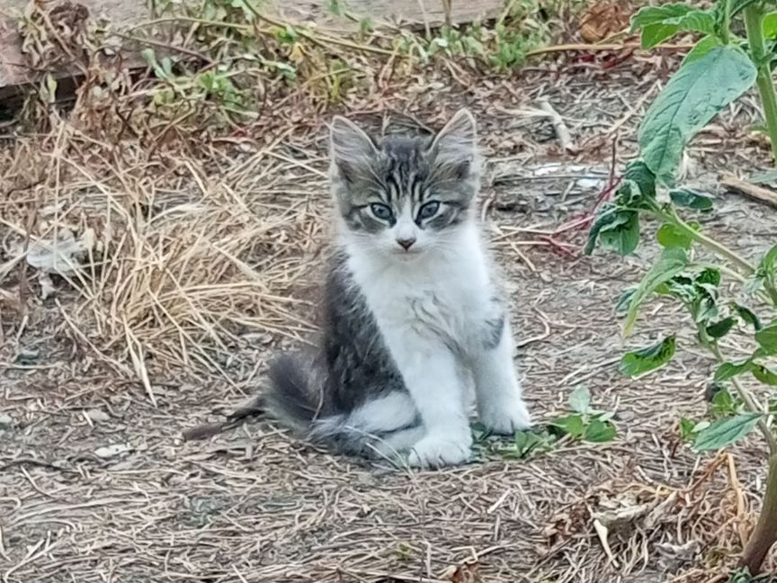 Кошка в дар