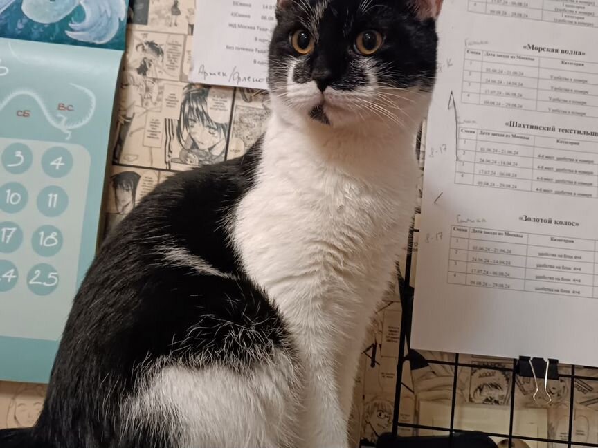 Кот