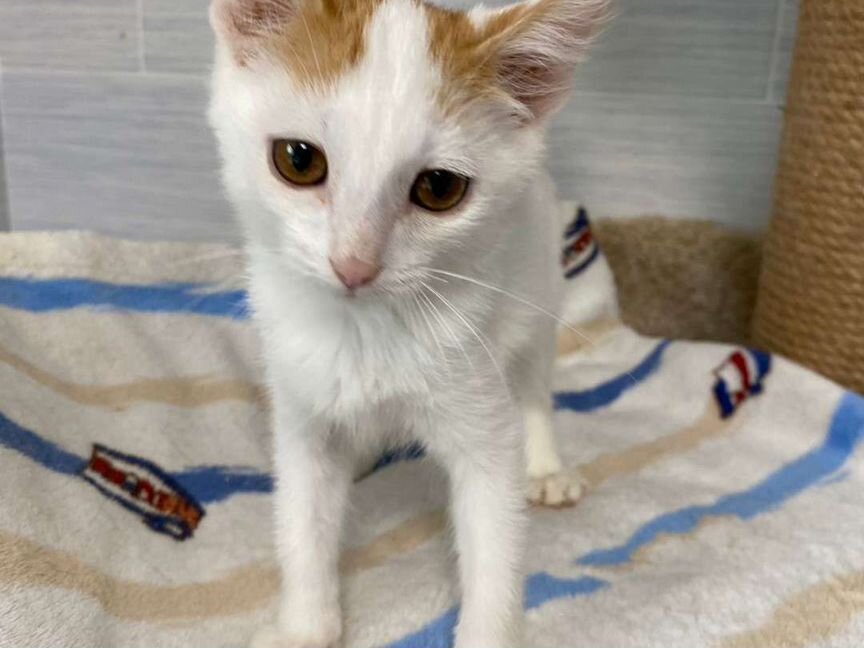 Котенок мальчик мурчалка