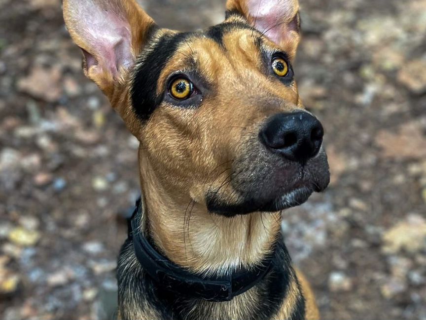 Рокки с незабываемыми глазами