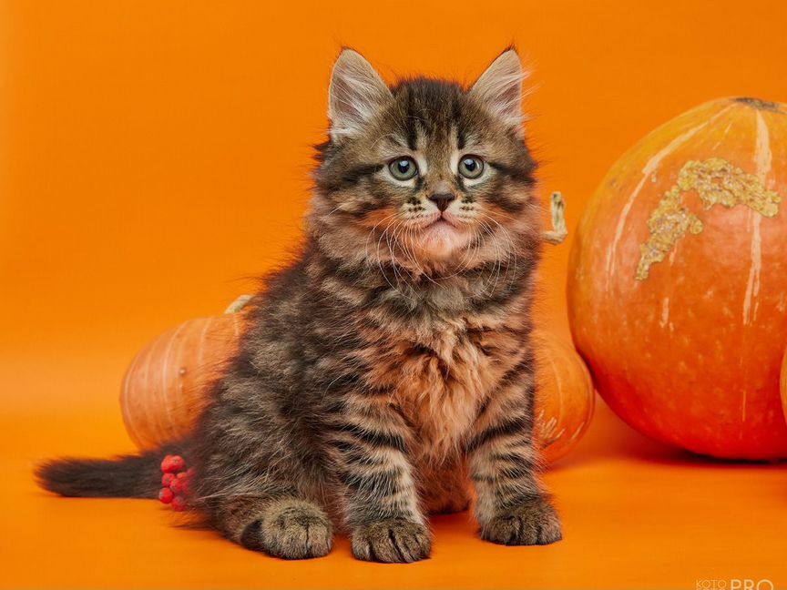 Сибирские котята