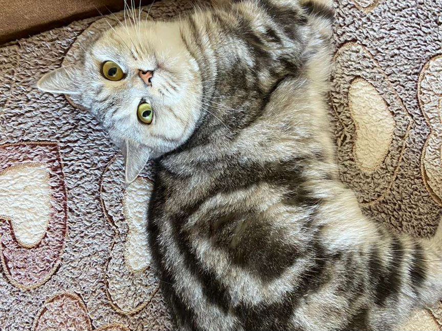 Британская кошечка