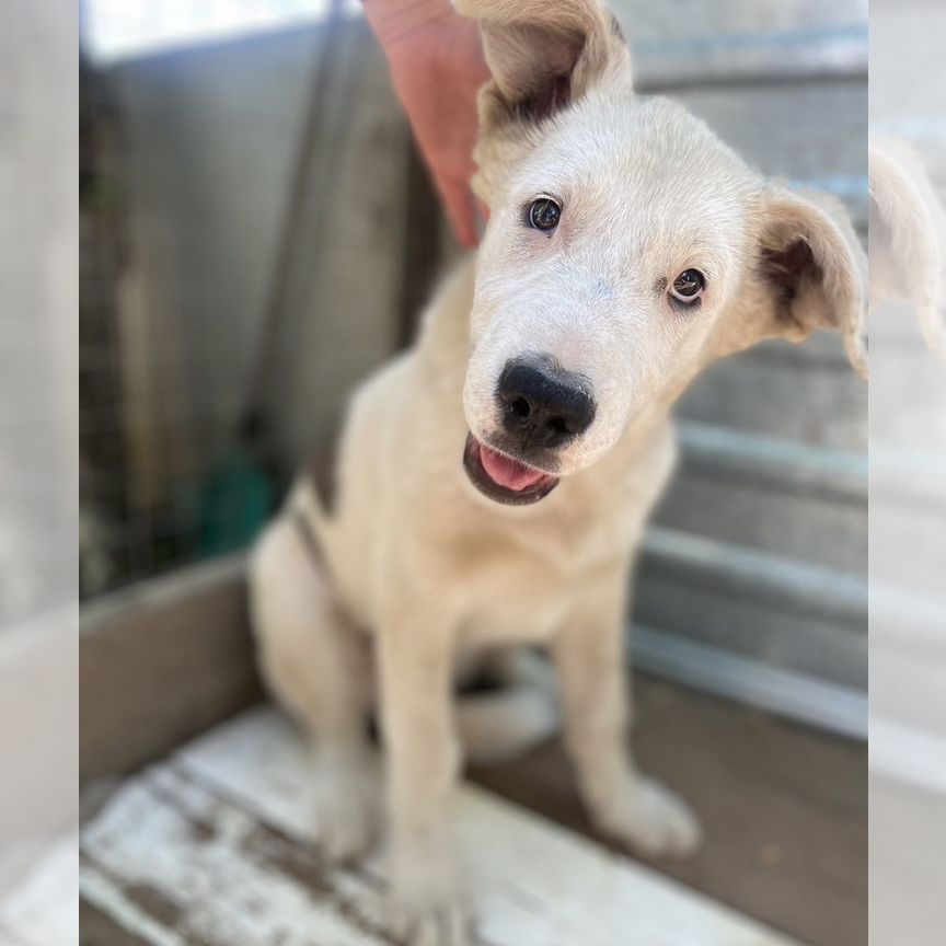 Щенок в хорошие руки мальчик