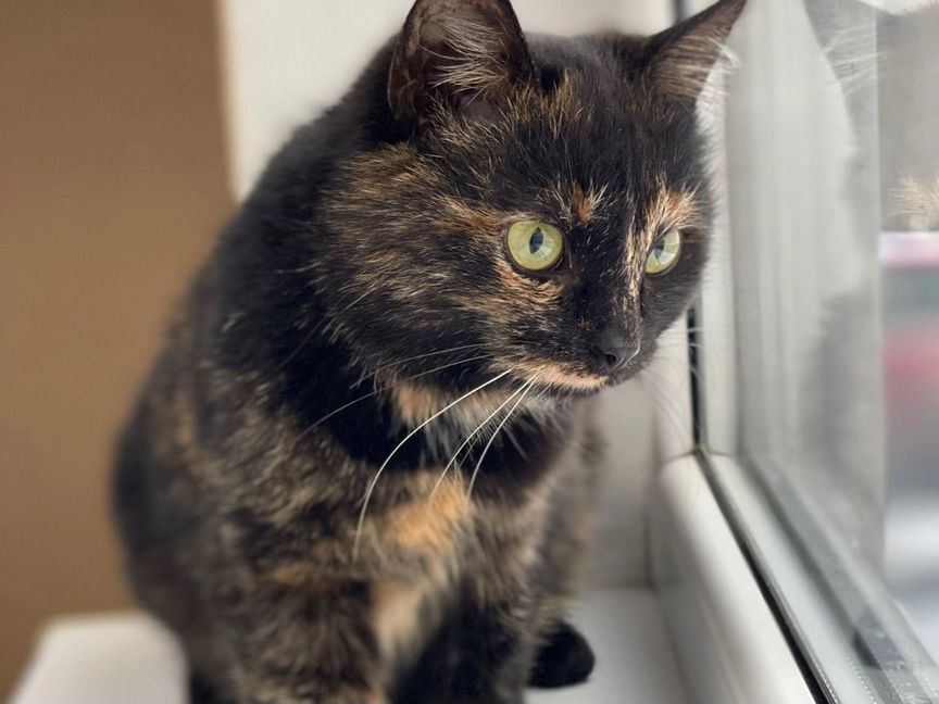 Котенок в добрые руки