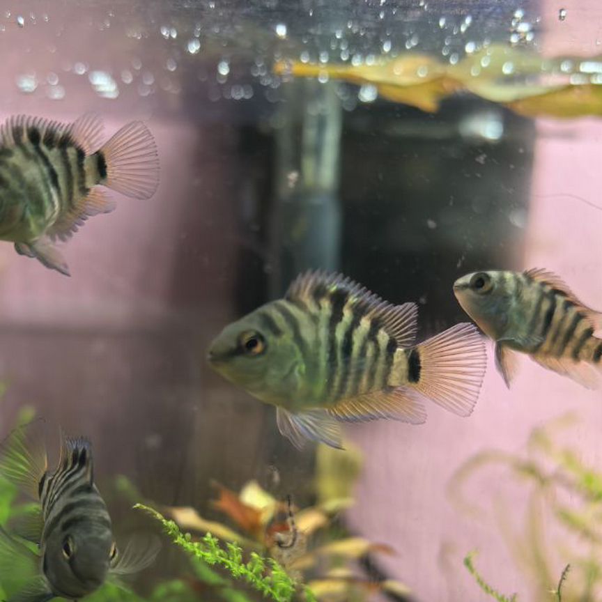 Чернополосая цихлазома