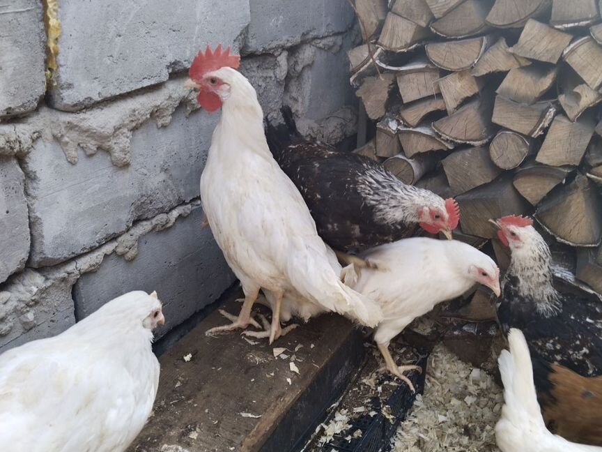 Молодые петушки