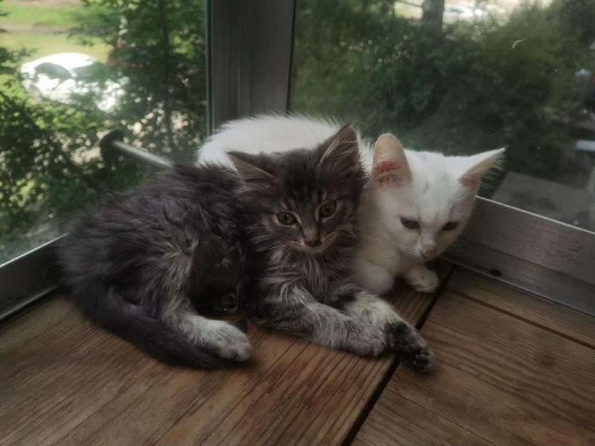 Котятки в добрые руки бесплатно