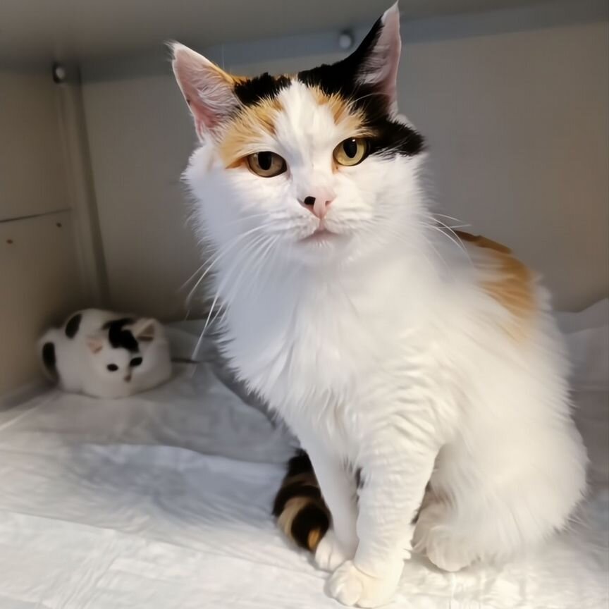 Взрослая кошка в добрые руки