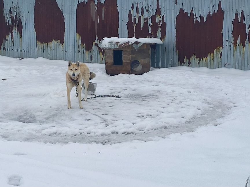 Западно сибирская лайка