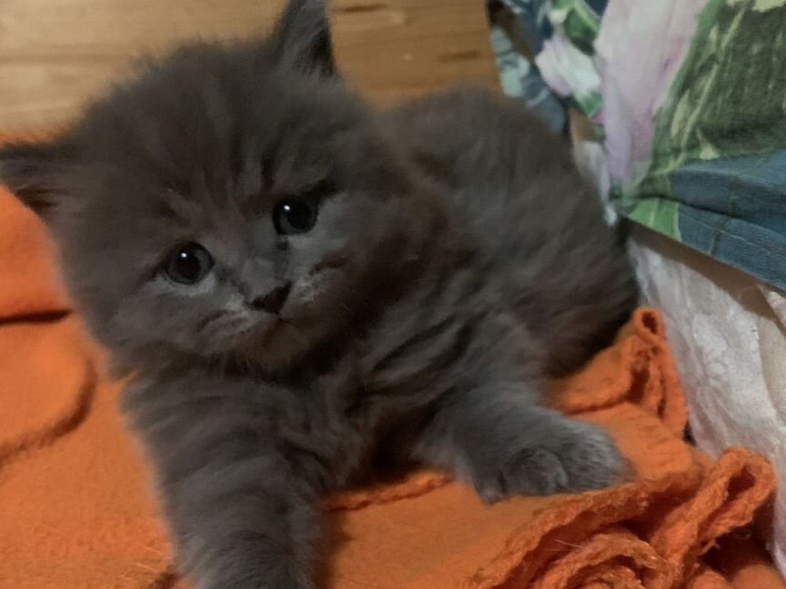 Шотланский котенок