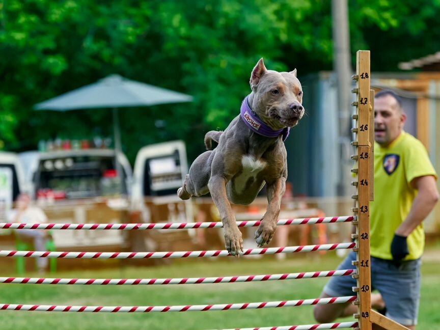 Кобель для вязки