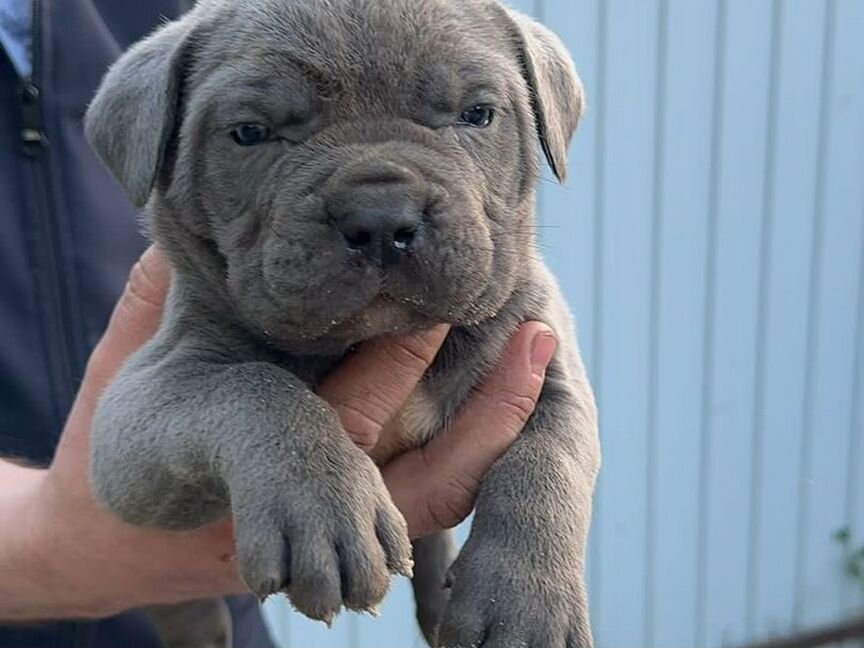 Щенки Кане-Корсо от красивых родителей